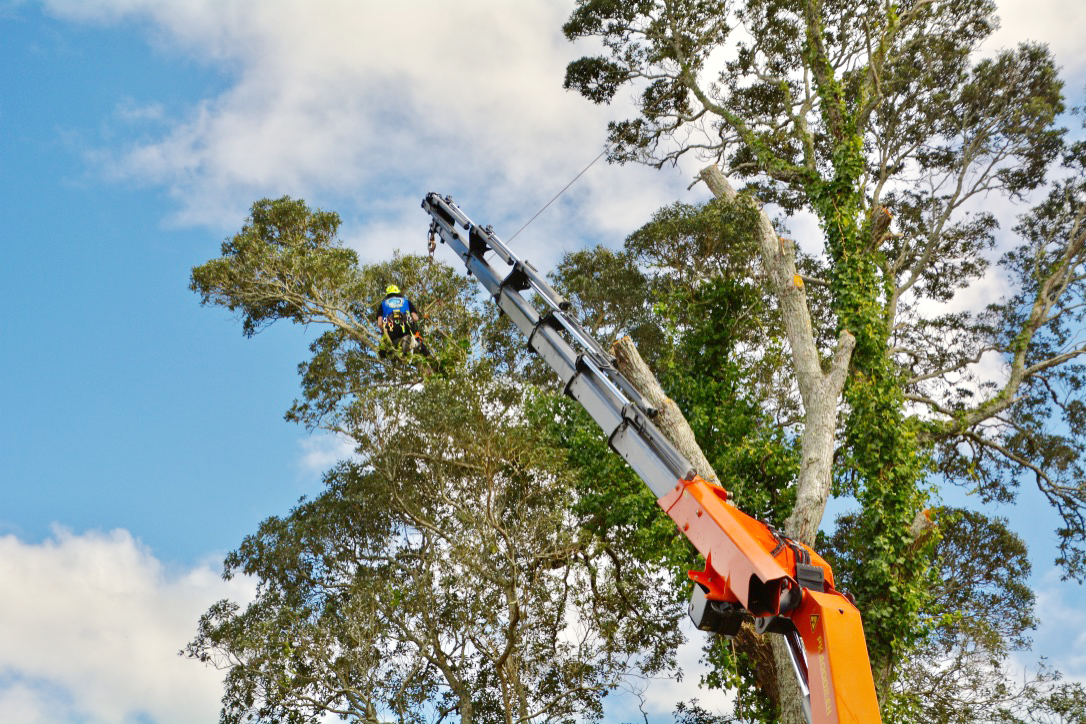 Large Tree Removal In Auckland And Tree Cutting In North Shore