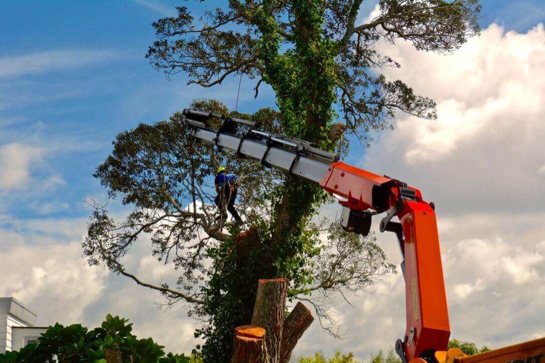 Dead Tree Removal And Why It’s Necessary - A1 Sure Services