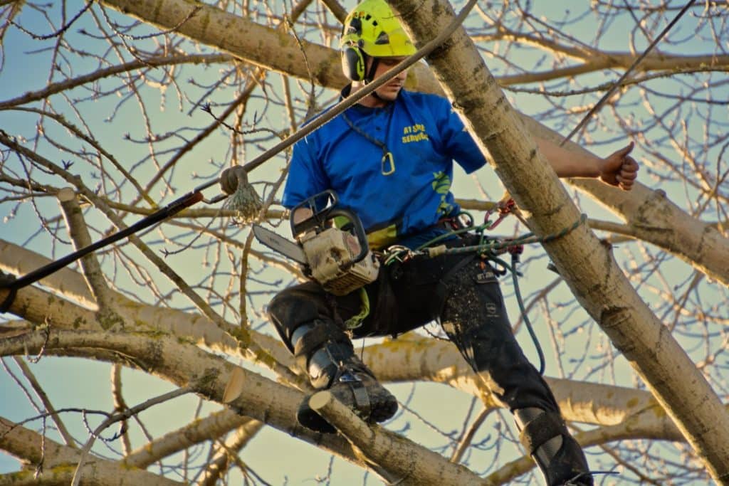 Tree Trimming & Tree Pruning - Auckland's Leading Arborist