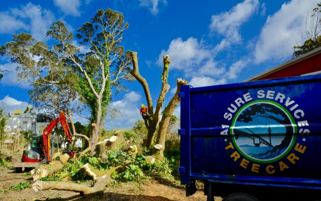 A1 Sure Services - Tree Services North Shore & Auckland
