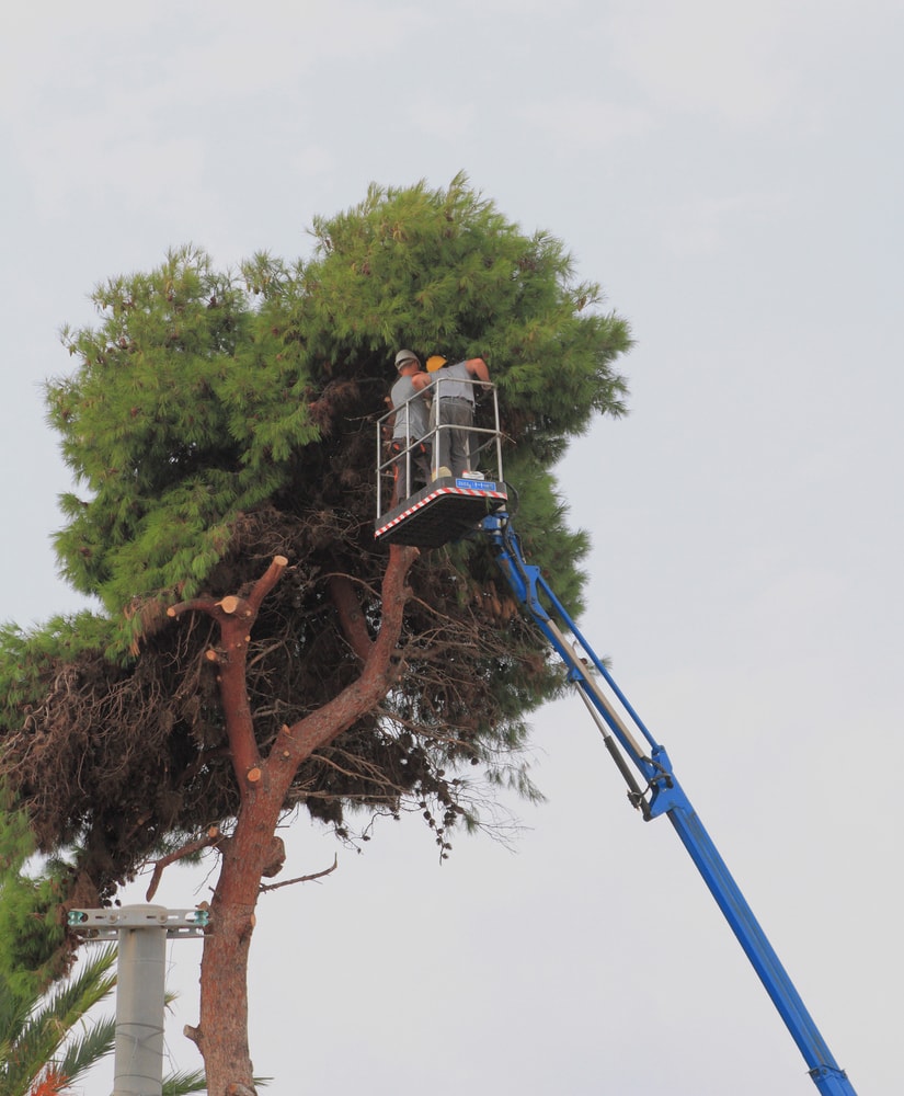 Tree-Topping: What It Is, and Why You Should Never Do It - A1 Sure Services