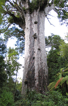 Auckland's Trees - Find Out Which of Them are Protected | A1 Sure Services